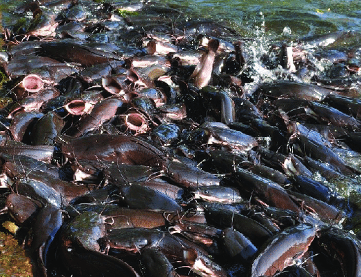 KCD Farms | Fresh & Healthy Chickens and Catfish